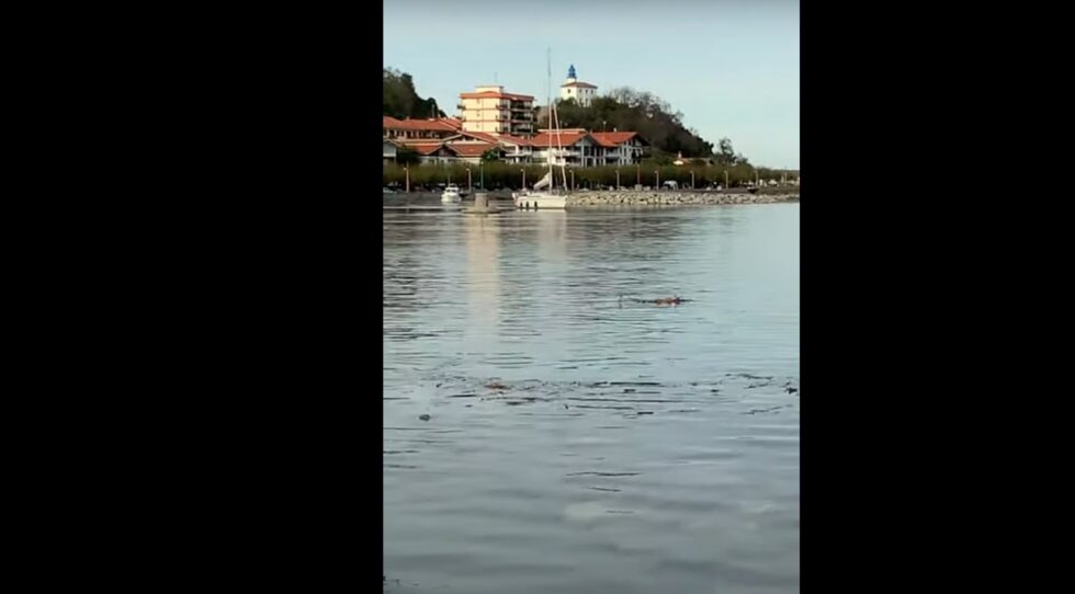 LA PLEAMAR MAS ALTA DEL AÑO AQUI Y AHORA EN VIVO Y EN DIRECTO ZUMAIA 17 ...